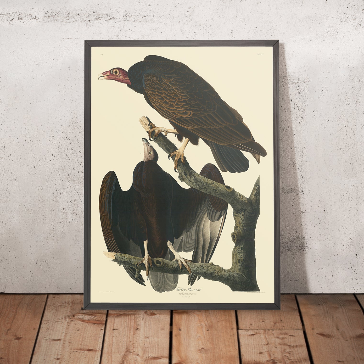 Turkey Buzzard from 'Birds of America' by John James Audubon, 1827 ...